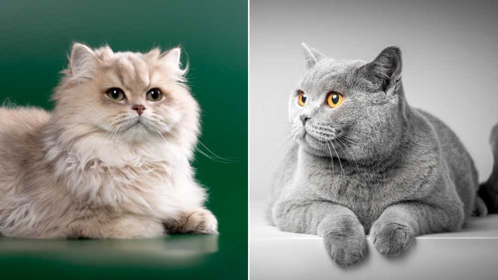 Les différences entre le British Shorthair et le British Longhair ... Les différences entre le British Shorthair et le British Longhair ...
